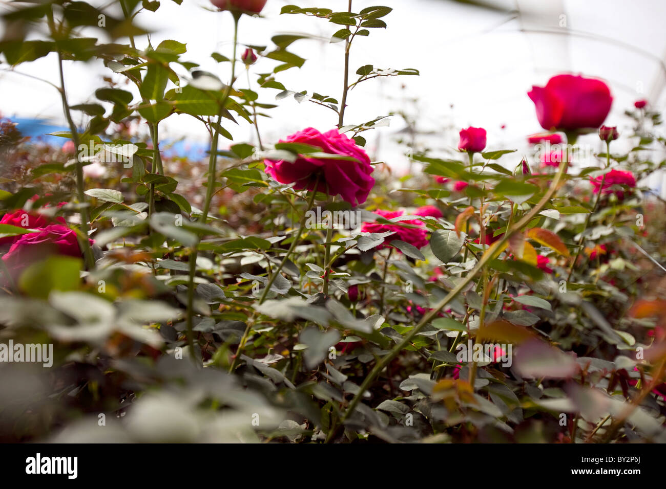 Roses trade fair hi-res stock photography and images - Alamy