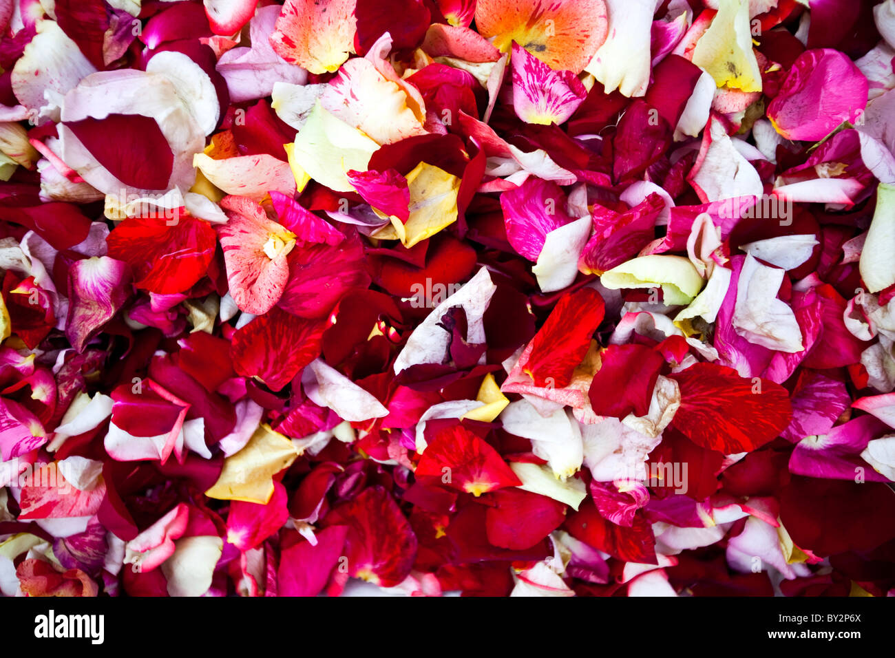 Rose petals of various colors fill the frame Stock Photo - Alamy