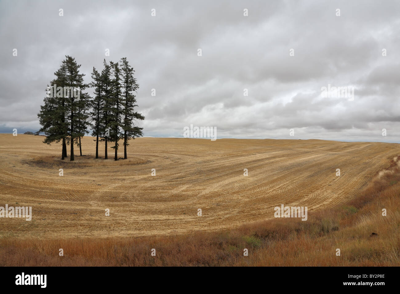 Wind trees storm hi-res stock photography and images - Alamy
