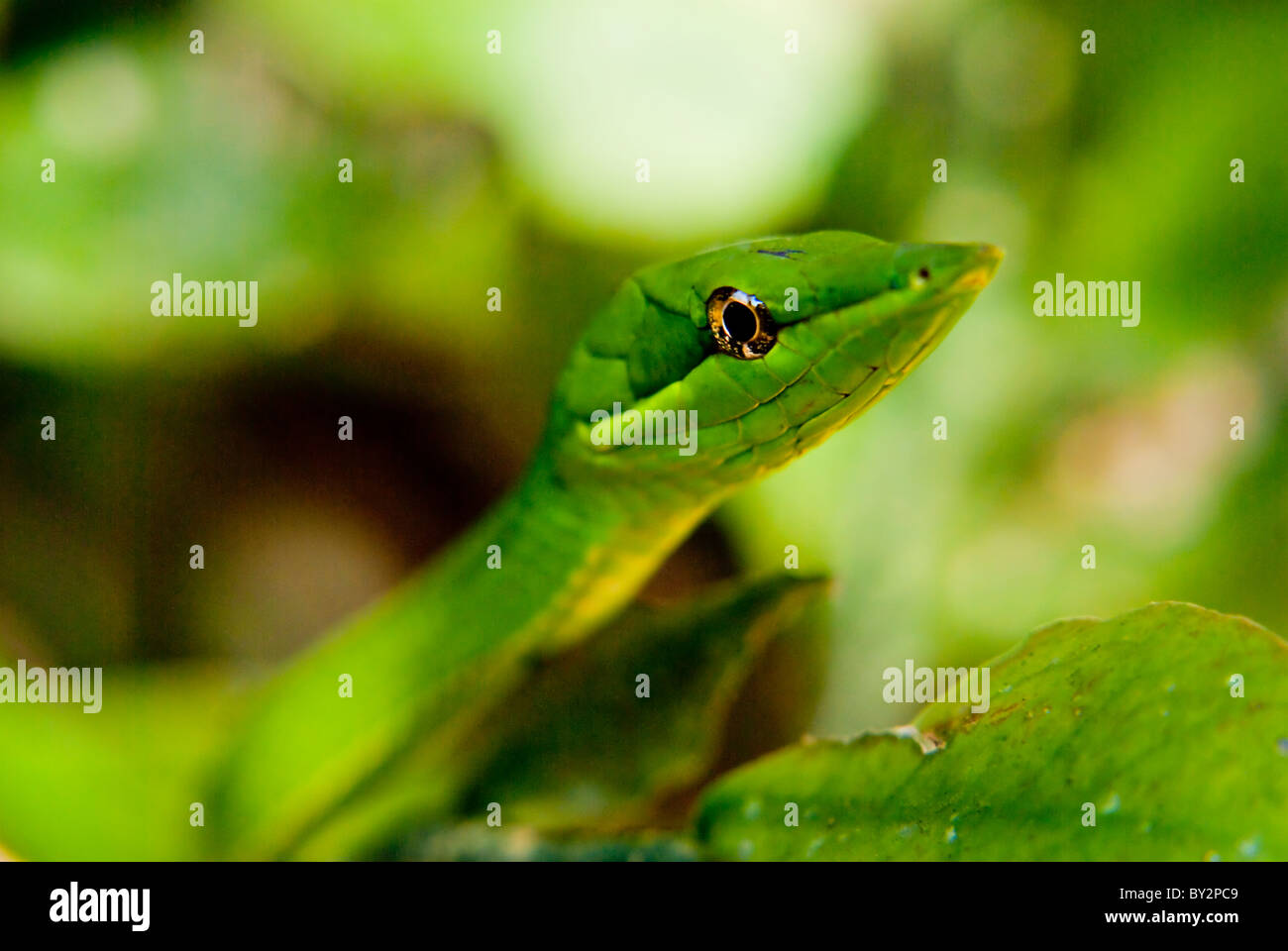 A stem leaf snake rests in an alert position in the amazon rainforest ...
