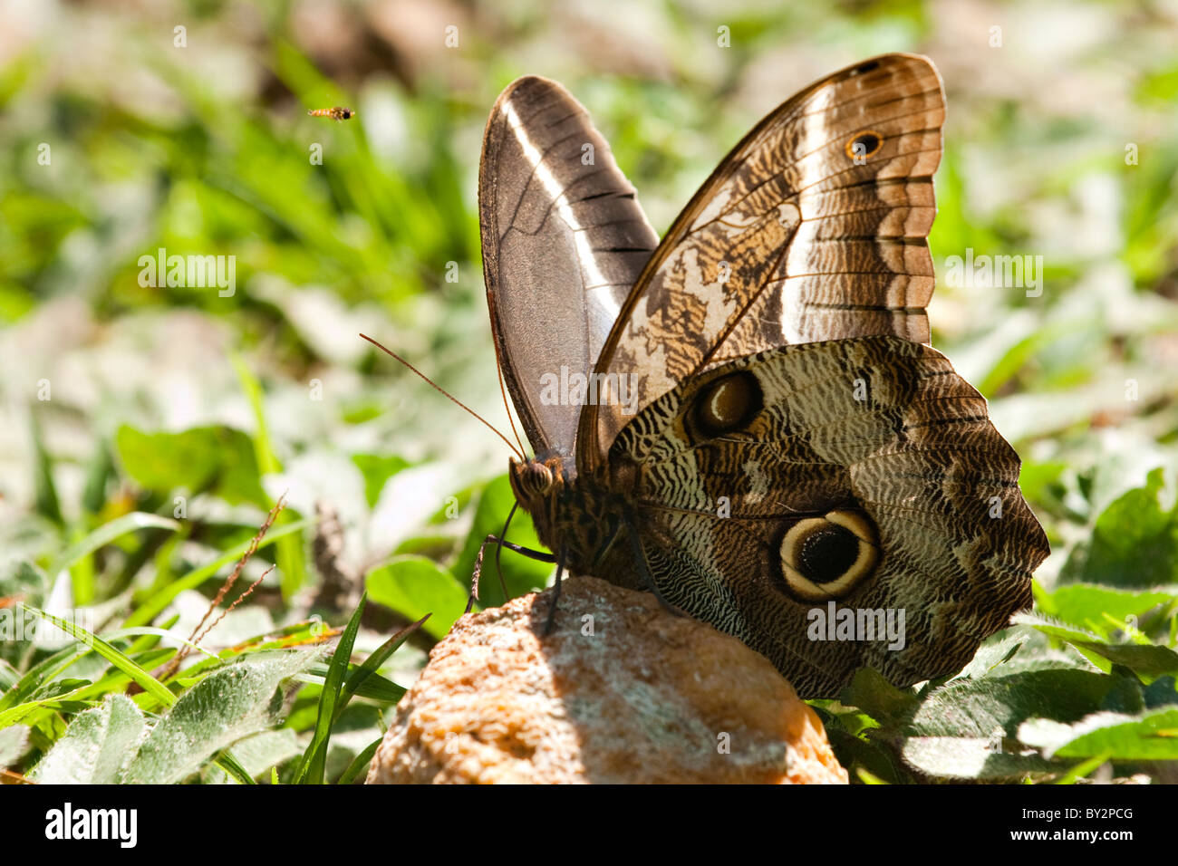 A magnificent butterfly rests in the amazon rainforest Stock Photo - Alamy