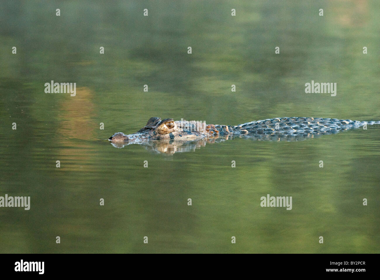 A Cayman floats in Sandoval Lake, amazon rainforest Stock Photo - Alamy