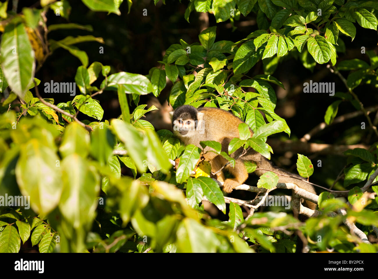 A squirrel monkey searches for food in a tree in the amazon rainforest ...