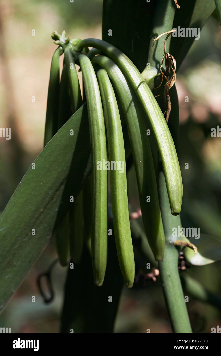 Vanilla beans on tree Stock Photo - Alamy