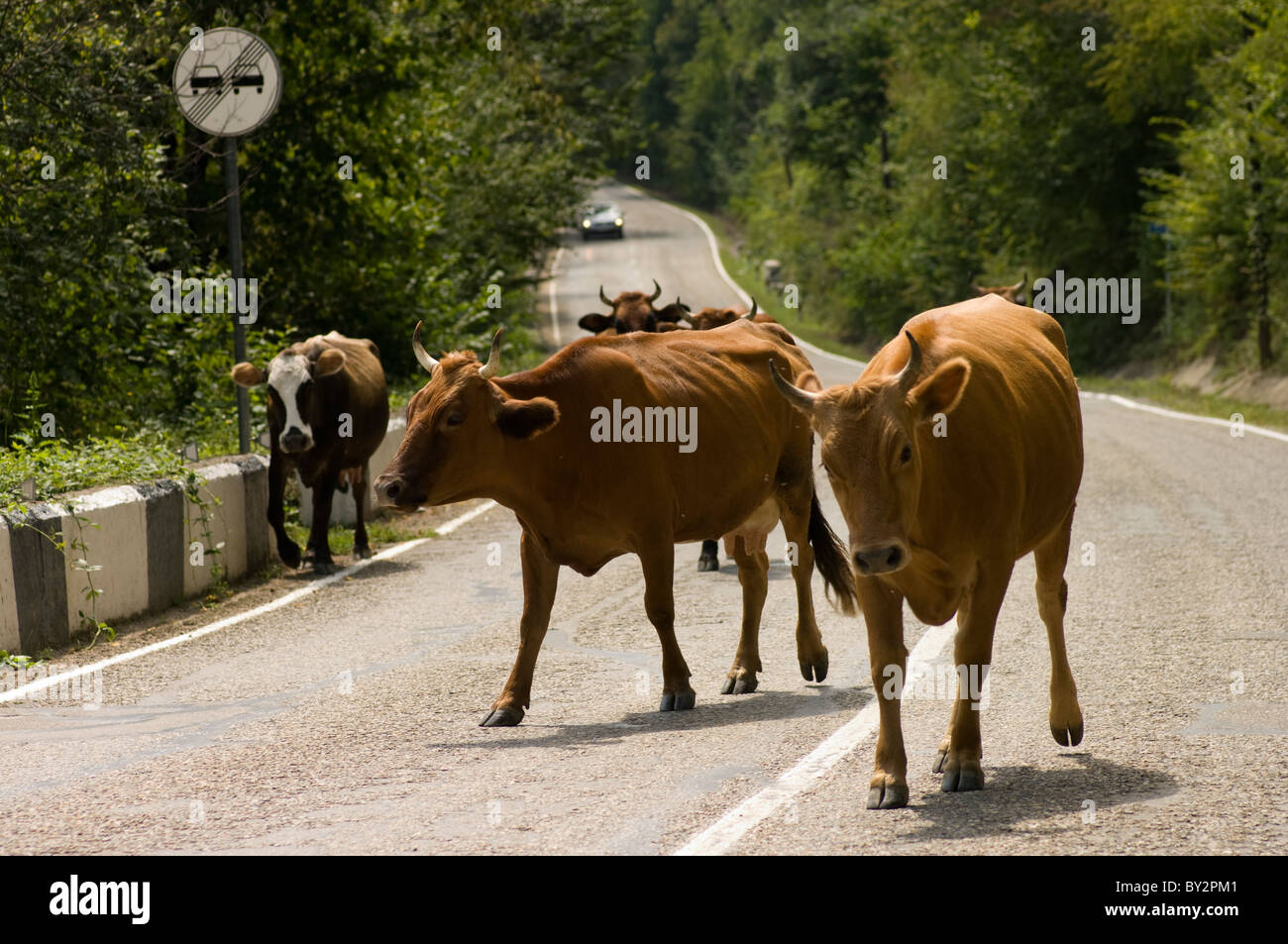 Grangers cattle hi-res stock photography and images - Alamy
