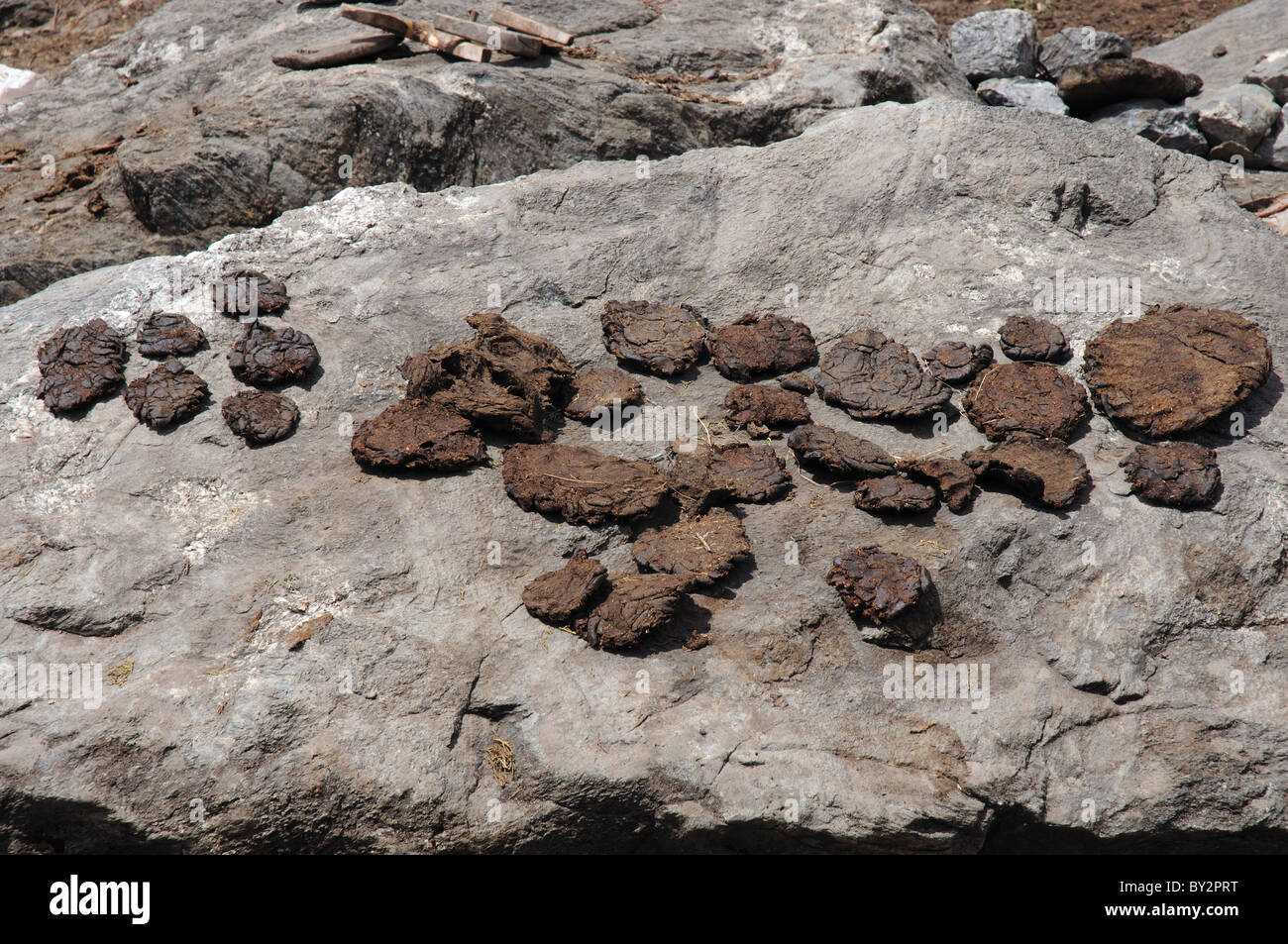 Yak dung drying hi-res stock photography and images - Alamy