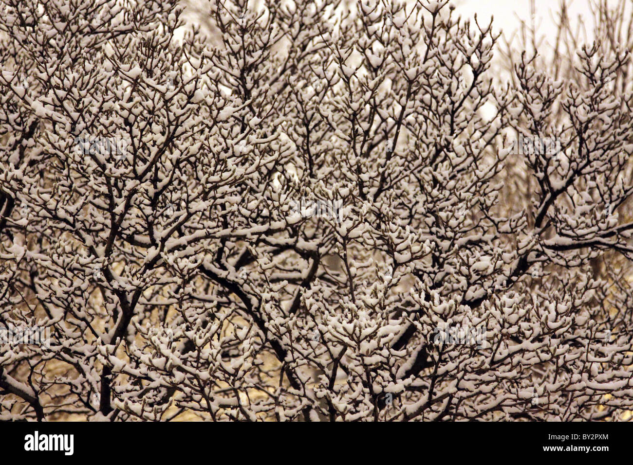 Winter scene with frosty trees after snow storm Stock Photo - Alamy