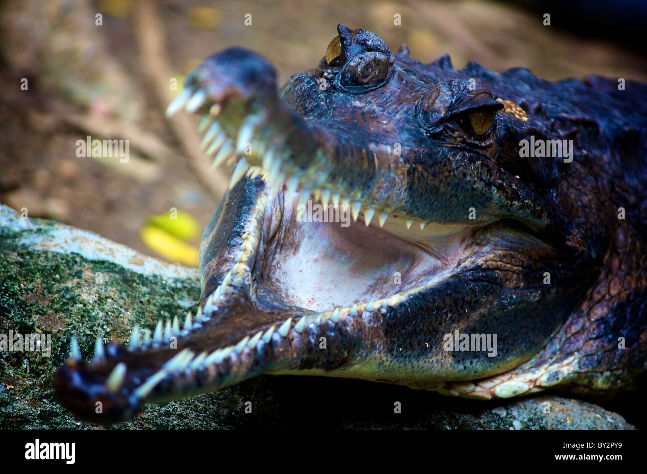 Crocodile at zoo hi-res stock photography and images - Alamy