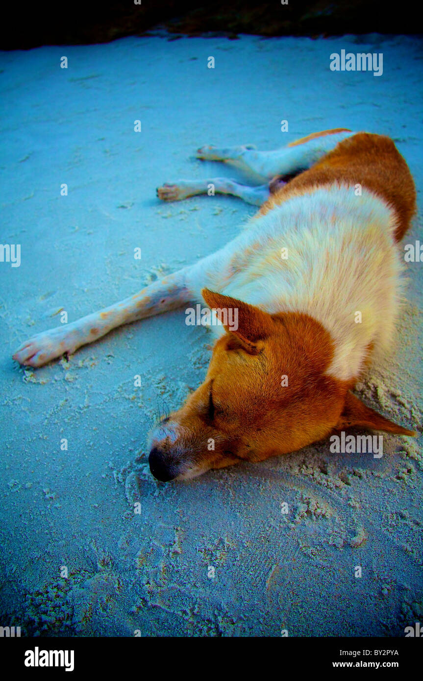 Dog beach sand hi-res stock photography and images - Alamy