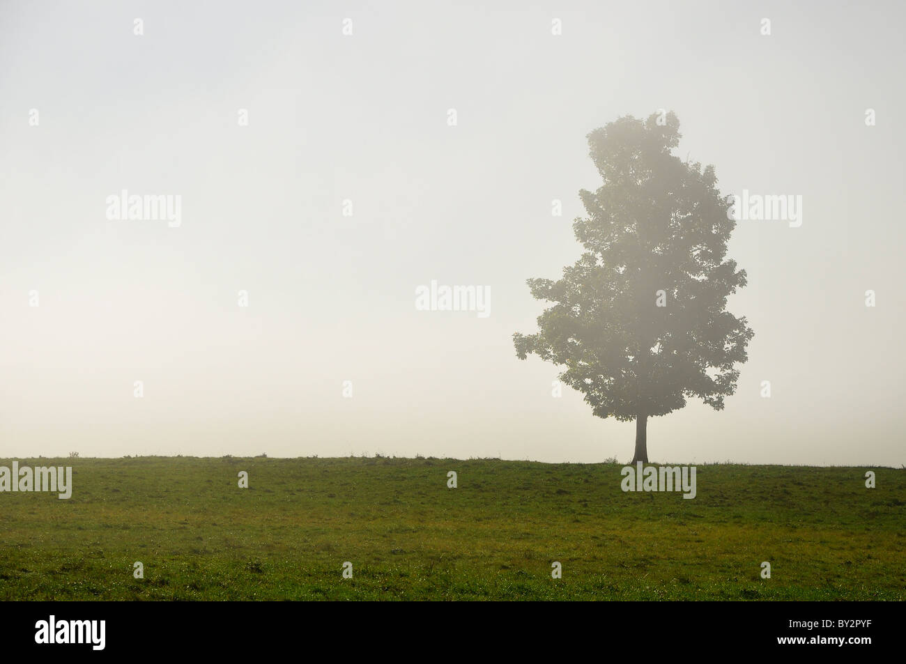 An isolated tree in an early morning fog Stock Photo - Alamy