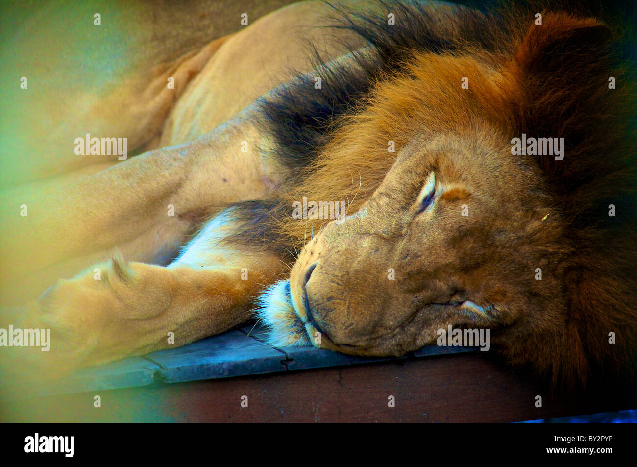 Lion sleep hi-res stock photography and images - Alamy