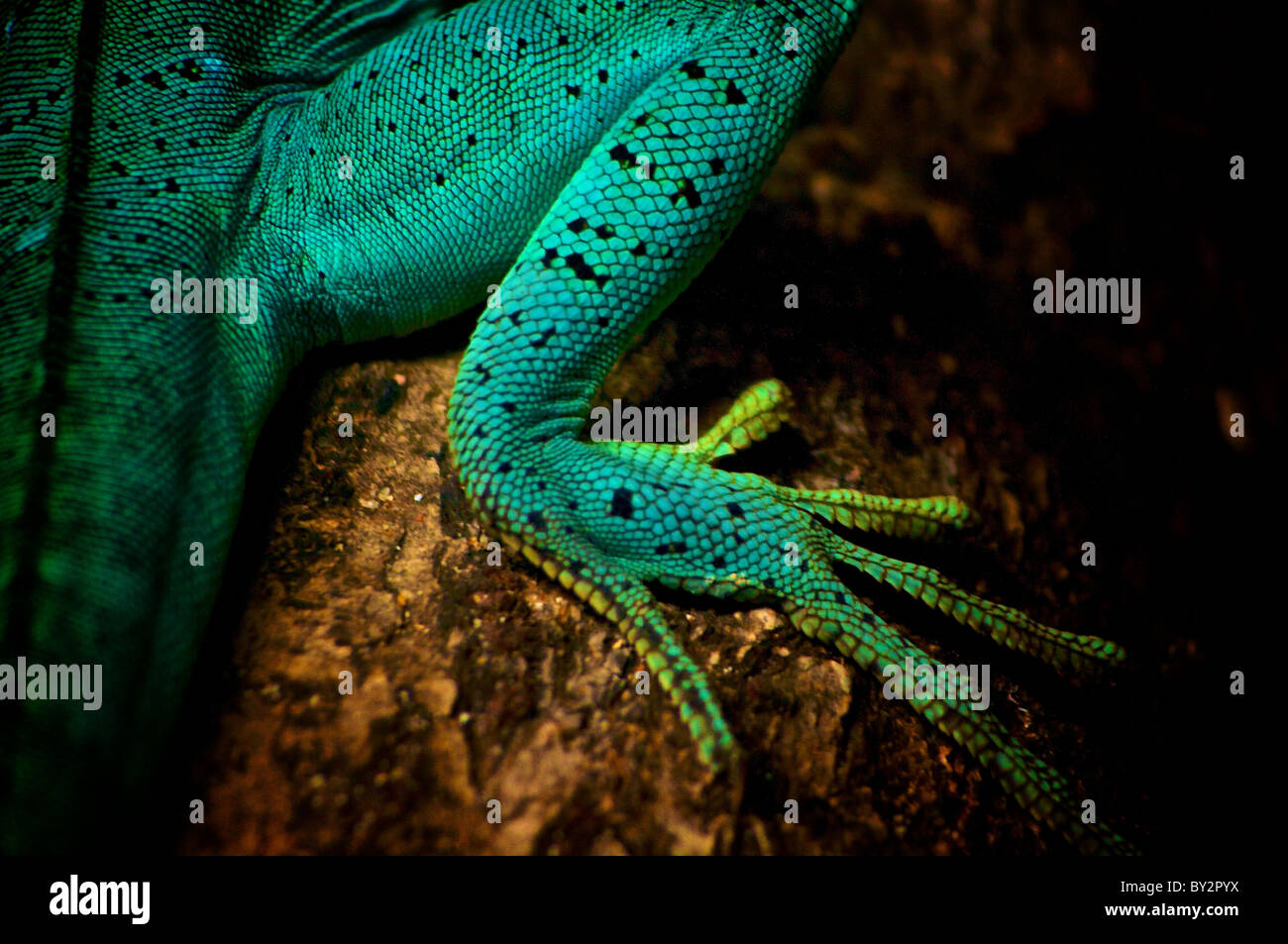 Scary lizard hi-res stock photography and images - Alamy