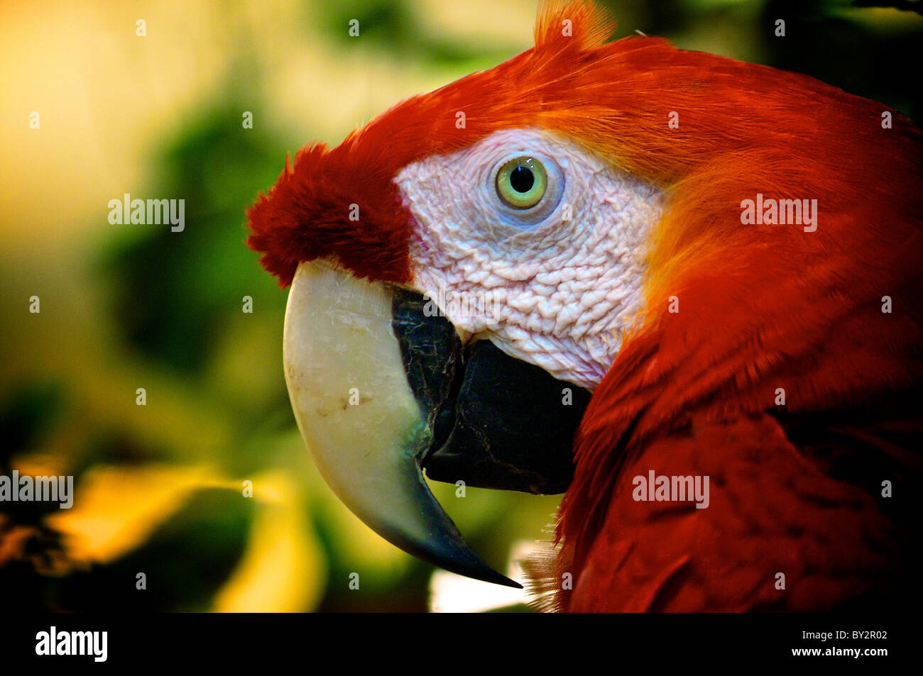 Parrot profile hi-res stock photography and images - Alamy