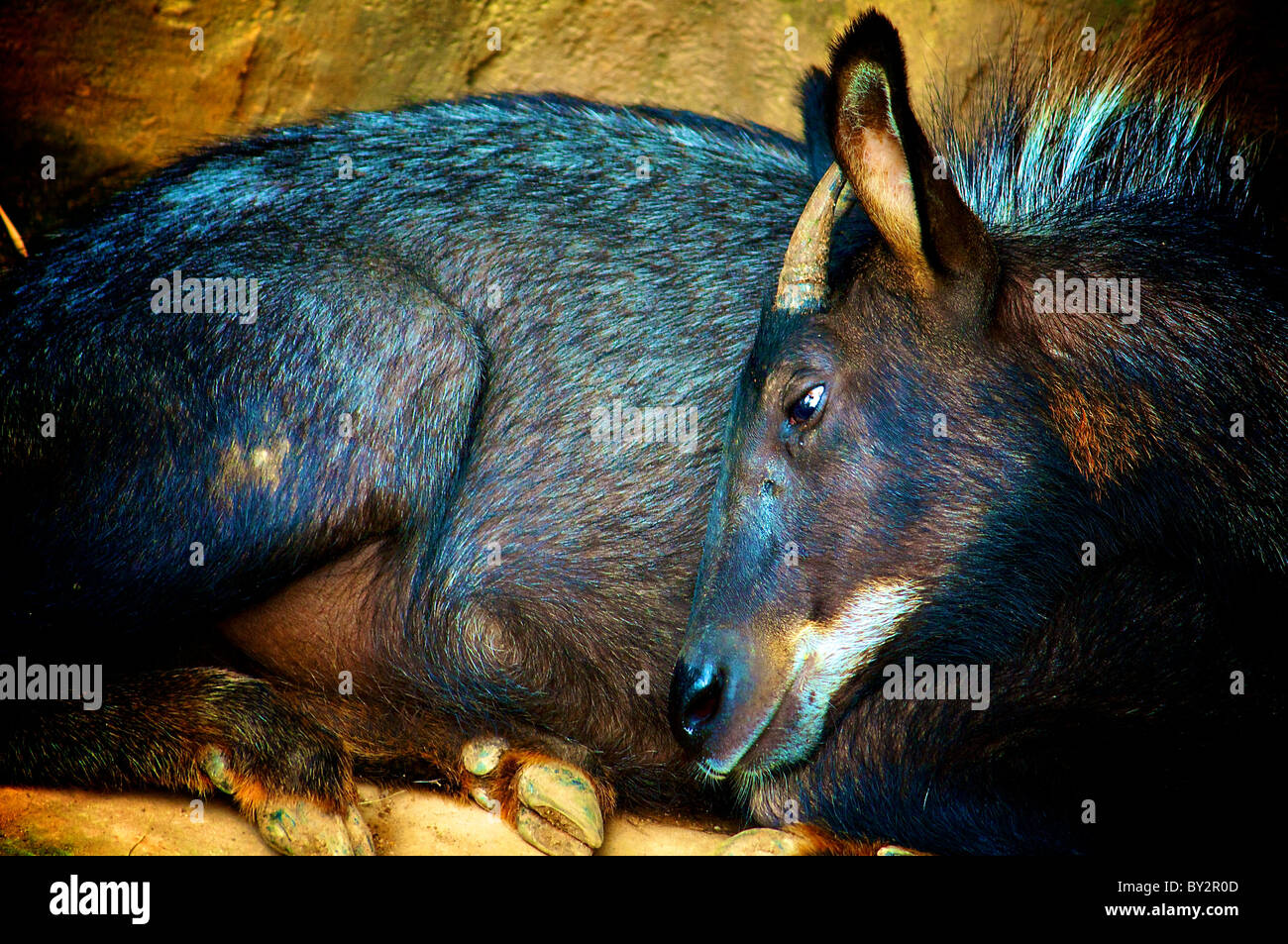 Cry cries hi-res stock photography and images - Alamy