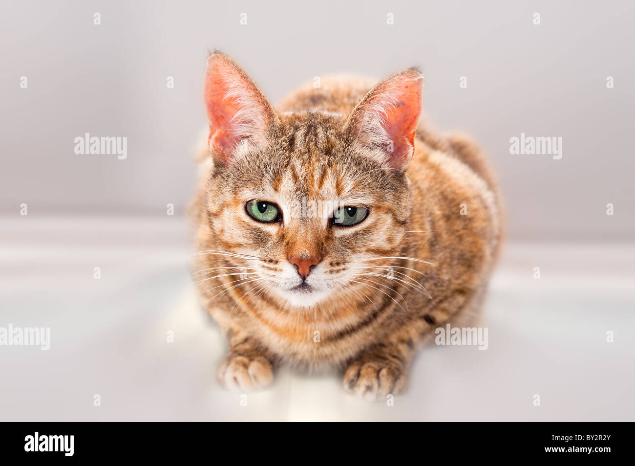 Beautiful young female torti-tabby cat on neutral background Stock ...