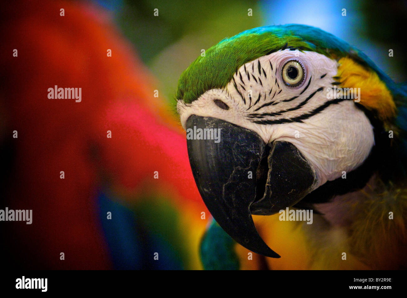 parrot posing to the camera Stock Photo - Alamy