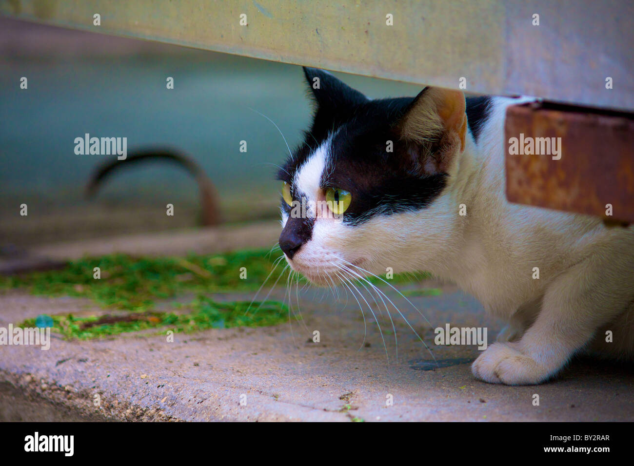 Preying cat hi-res stock photography and images - Alamy