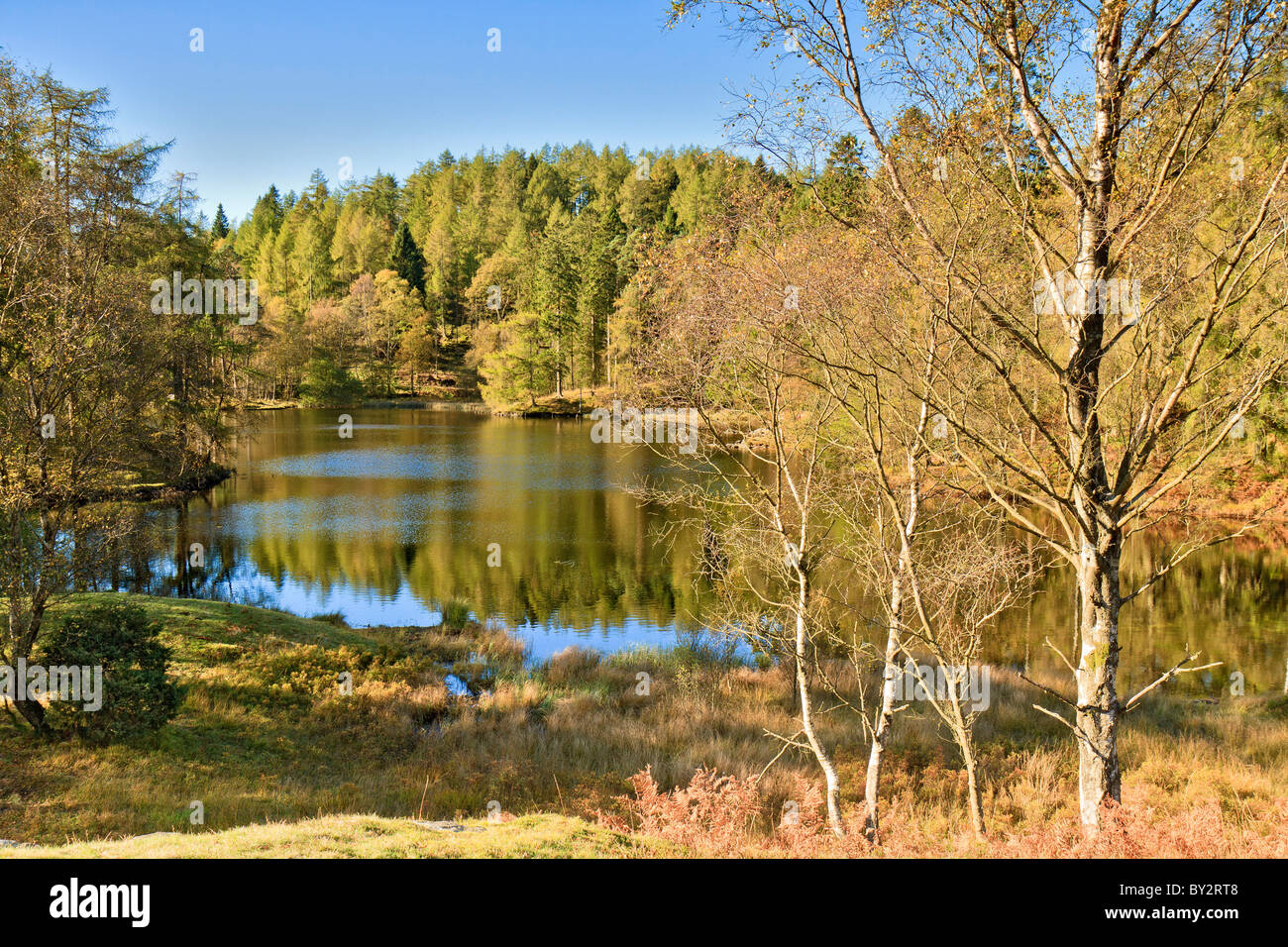 UK Cumbria Tarn Hows Stock Photo - Alamy