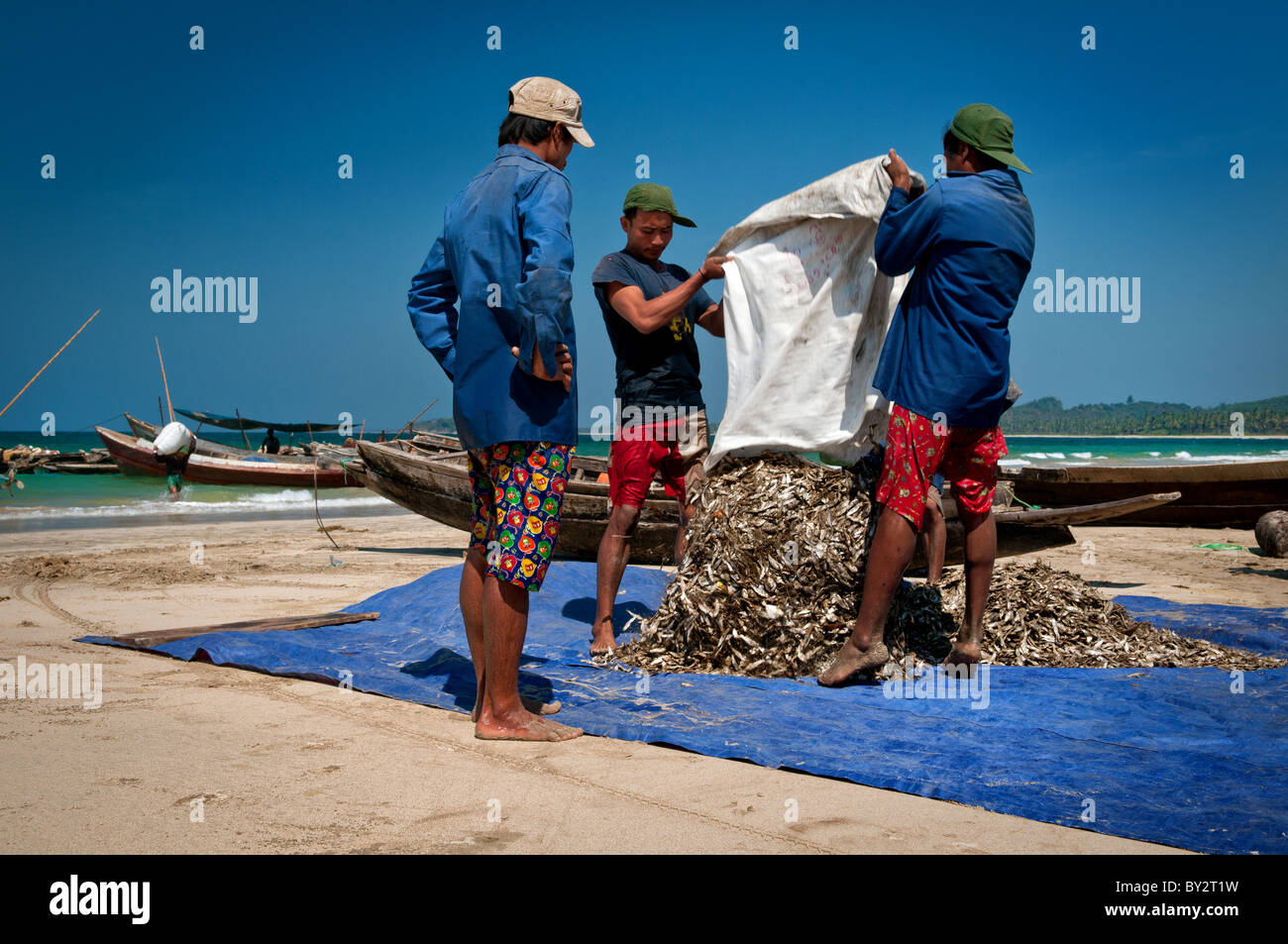 Fishermen in Ngwe Saung drying fish on the beach as poultry fodder ...