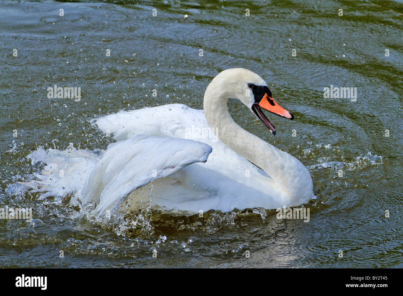UK Angry Swan Stock Photo - Alamy
