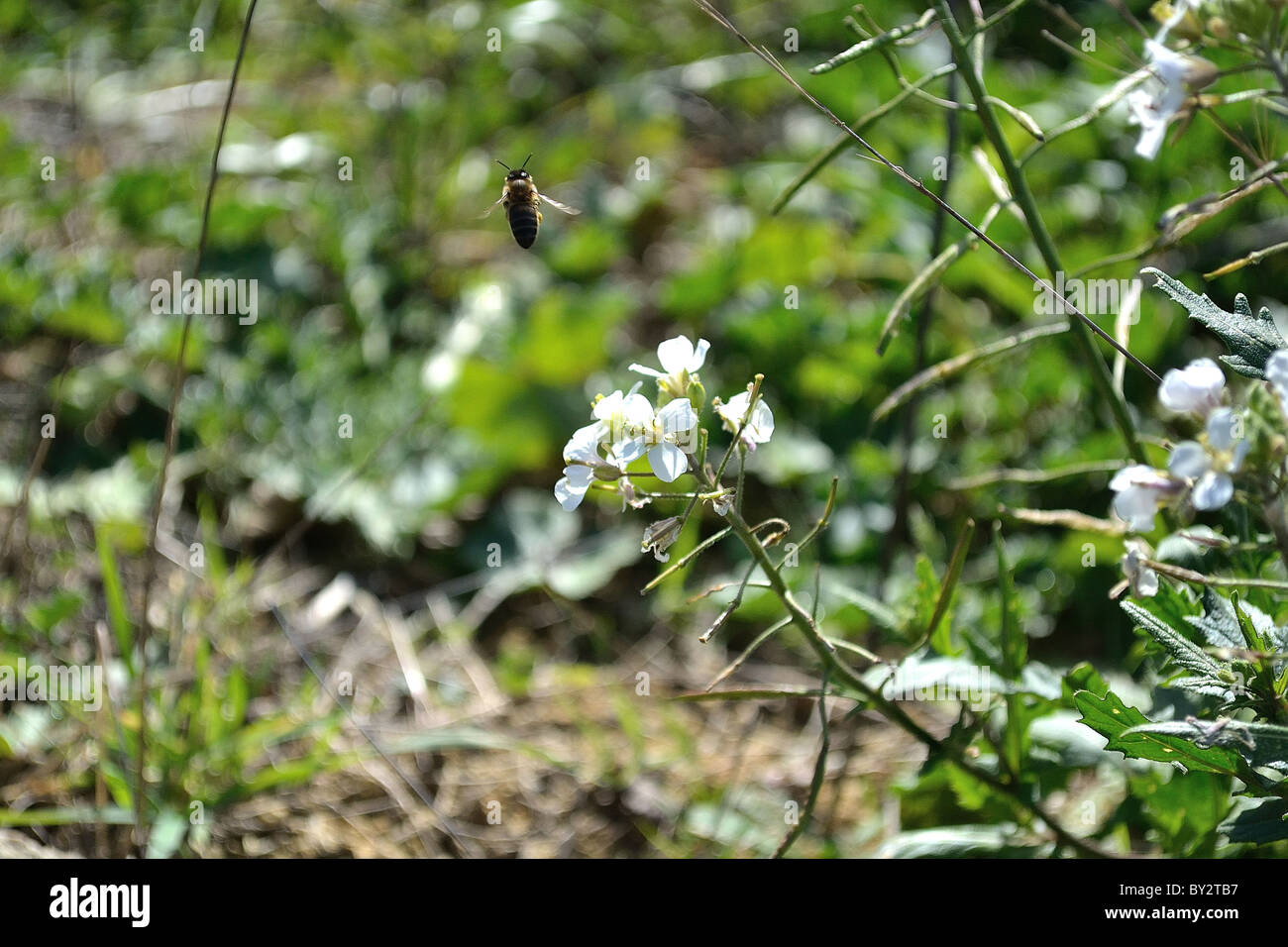 Bee flying from one flower Stock Photo - Alamy