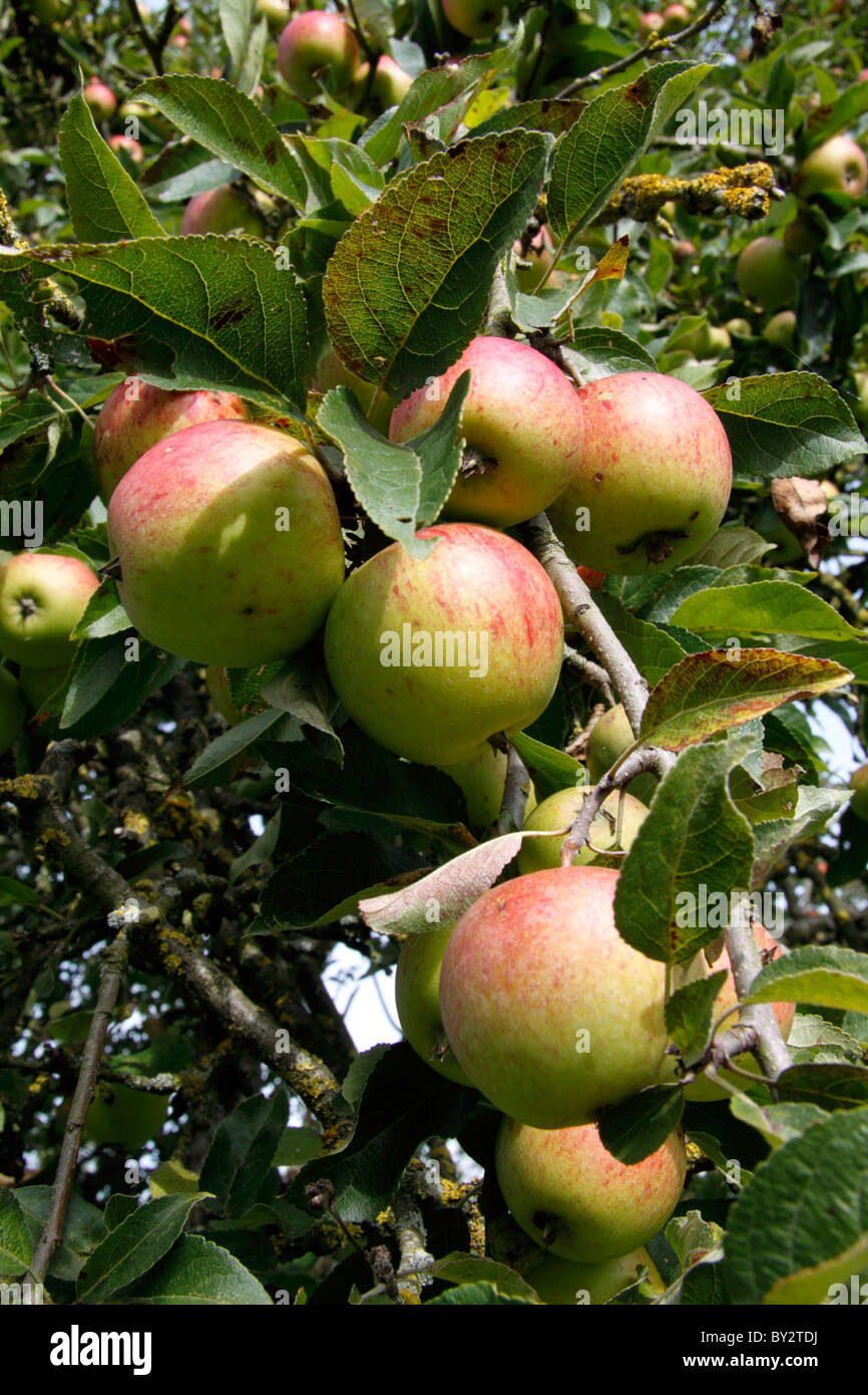 Apple Tree in close up ( Malus domestica Stock Photo - Alamy