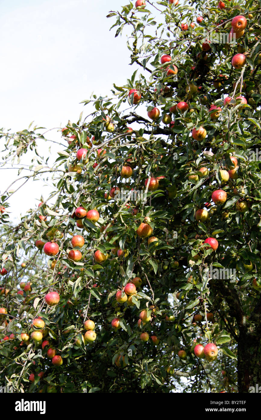 Apple Tree ( Malus domestica Stock Photo - Alamy