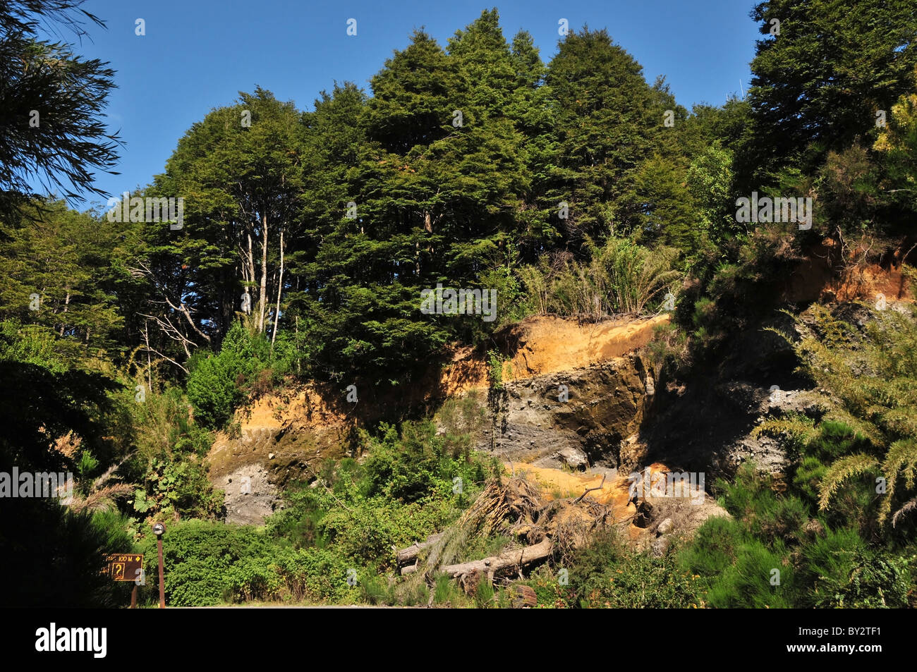 Glacial 'boulder clay' moraine in a hillside section below green ...