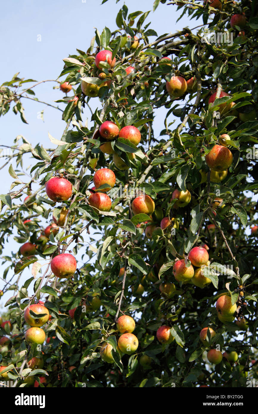 Apple Tree ( Malus domestica Stock Photo - Alamy