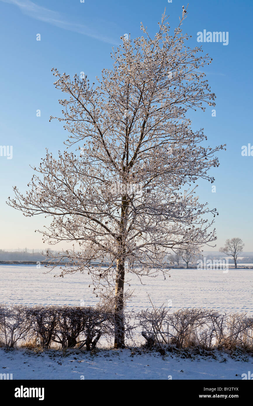 Idyllic winter scene. Blue sky, fields and trees covered in snow Stock ...