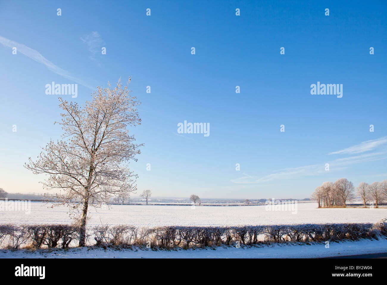 Idyllic winter scene. Blue sky, fields and trees covered in snow Stock ...
