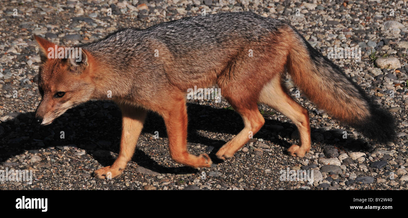Profile view of an Andean Fox walking, head down, on a gravel road at ...