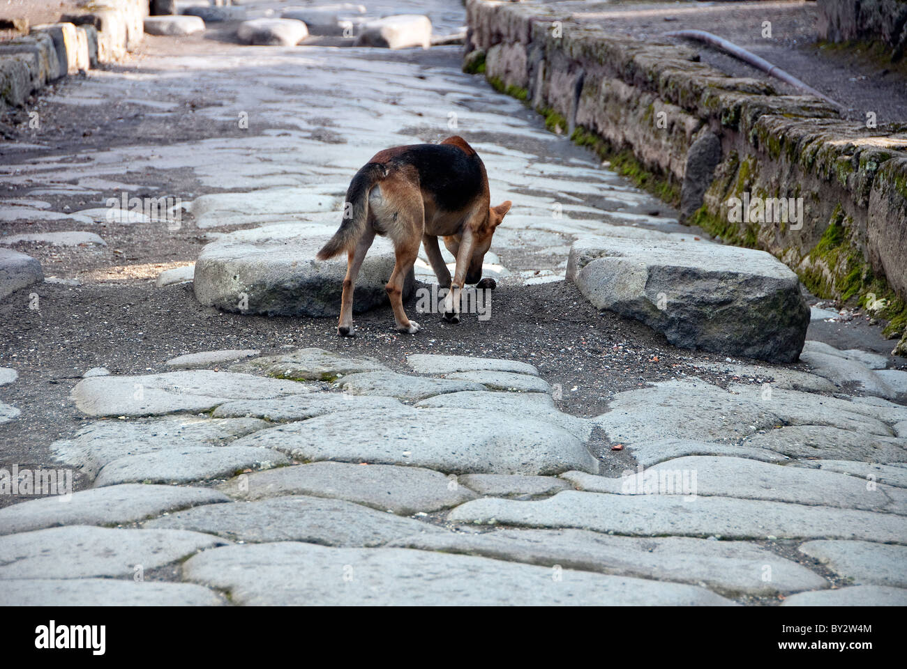 One of Pompeii's roaming dogs in the street in the city of Pompeii, the ...