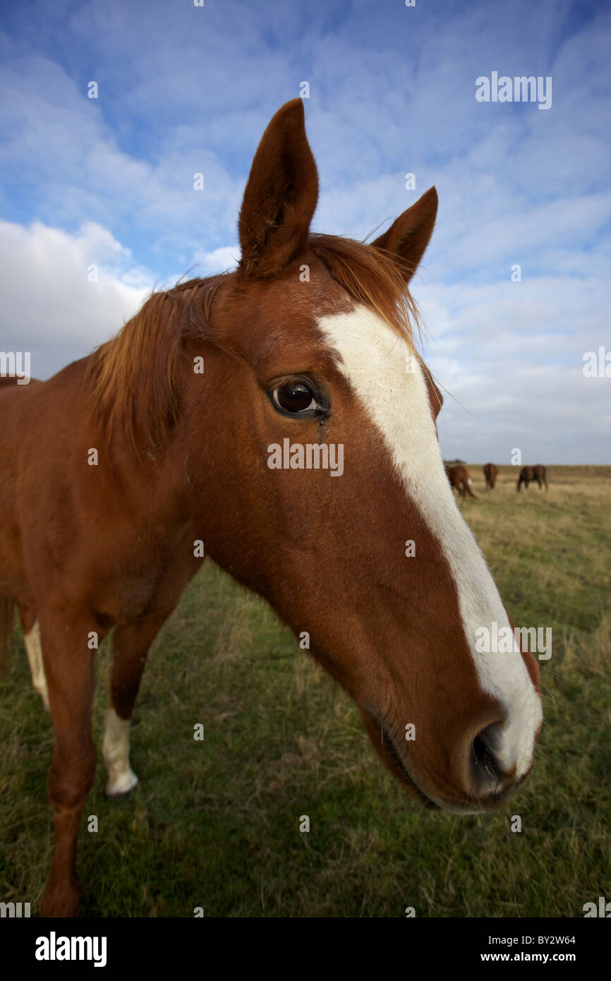 Close Up Horse Nostrils High Resolution Stock Photography and Images ...