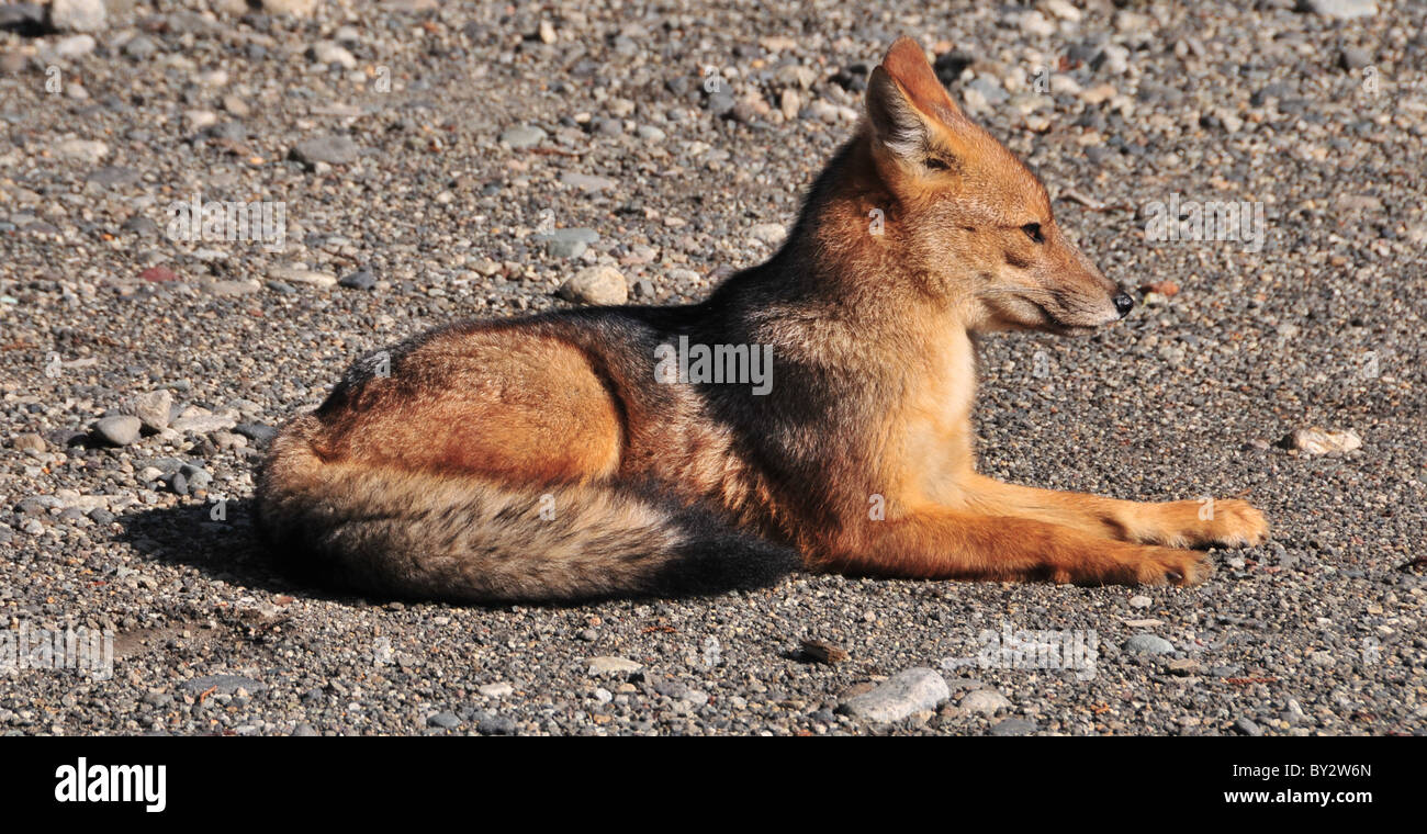 Profile view of an Andean Fox sitting 'all fours' on a gravel road at ...