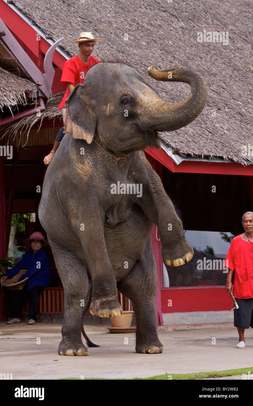 Elephant logging with mahoot hi-res stock photography and images - Alamy
