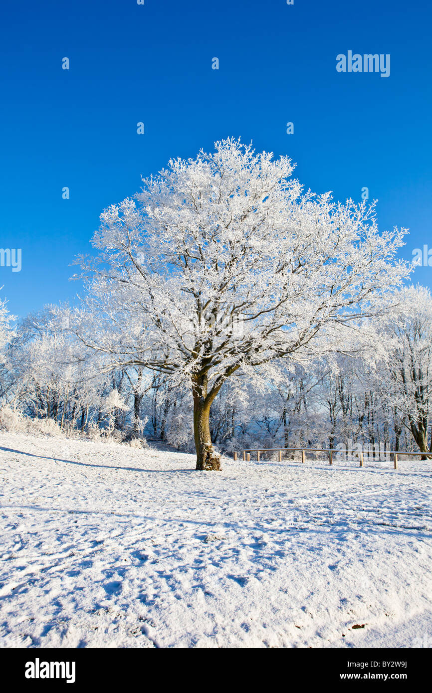 Winter Scene Uk Snow Trees Path Gate High Resolution Stock Photography ...