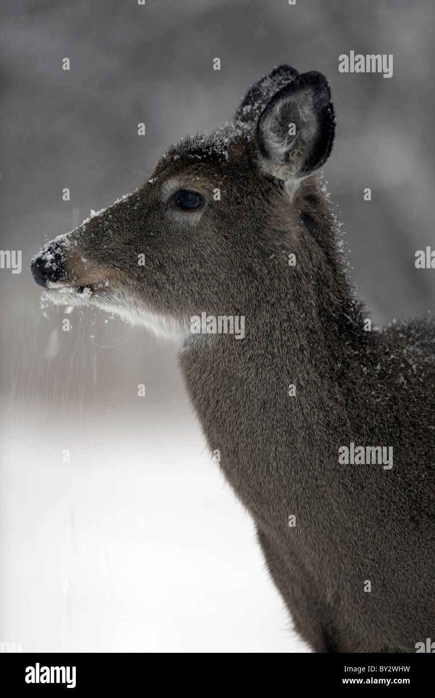 White-tailed Deer (Odocoileus virginianus) New York - Doe - In snow ...