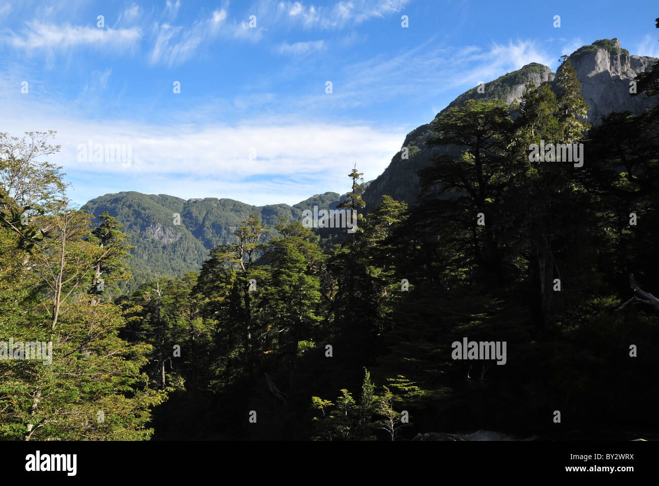 Blue sky view of green Valdivian Temperate Rain Forest below Andean ...