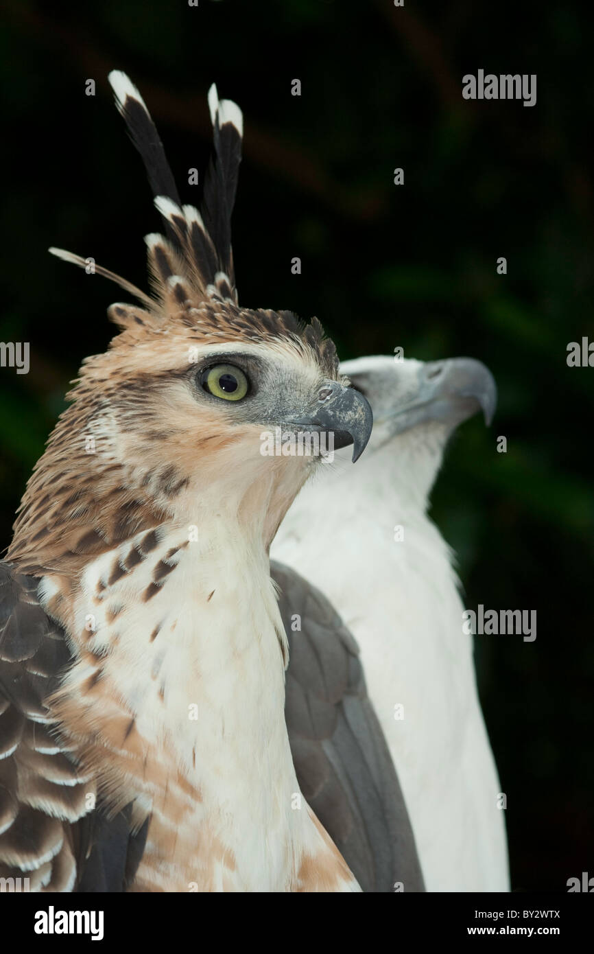 Crested Hawk-eagle or Changeable Hawk-eagles (Nisaetus cirrhatus Stock Photo - Alamy