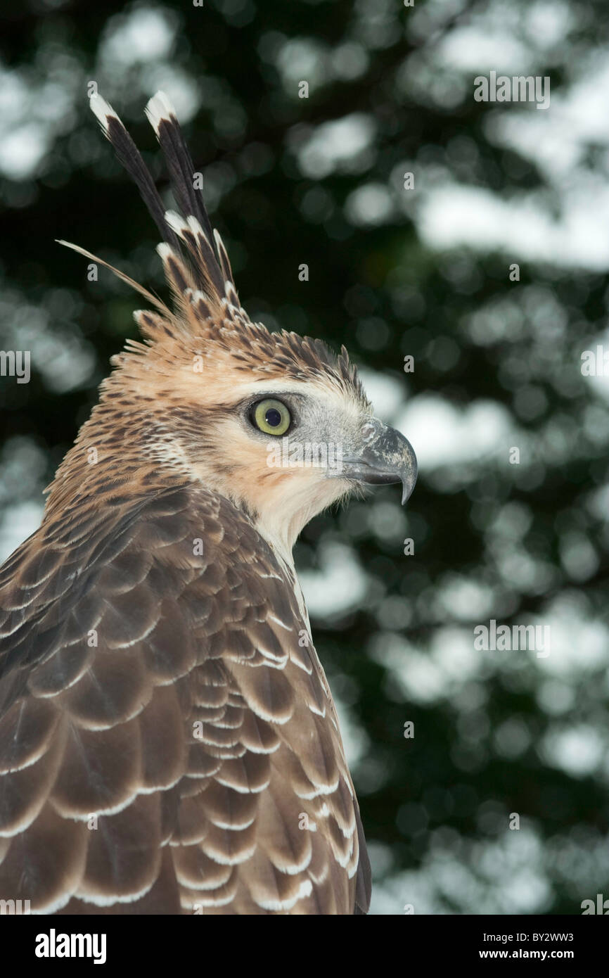 Crested Hawk-eagle or Changeable Hawk-eagle (Nisaetus cirrhatus Stock Photo - Alamy