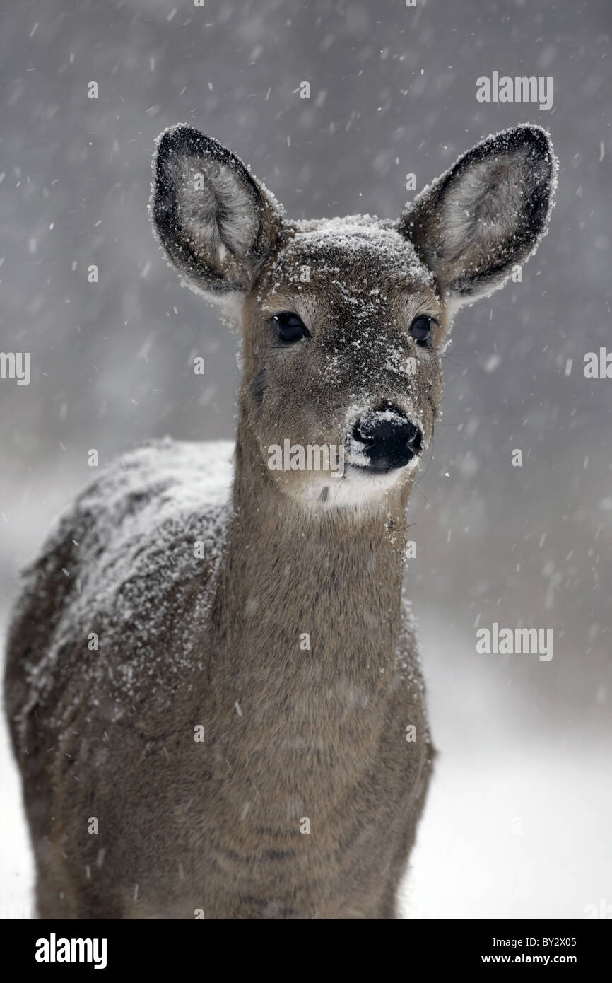 White-tailed Deer (Odocoileus virginianus) New York - Doe - In snow ...