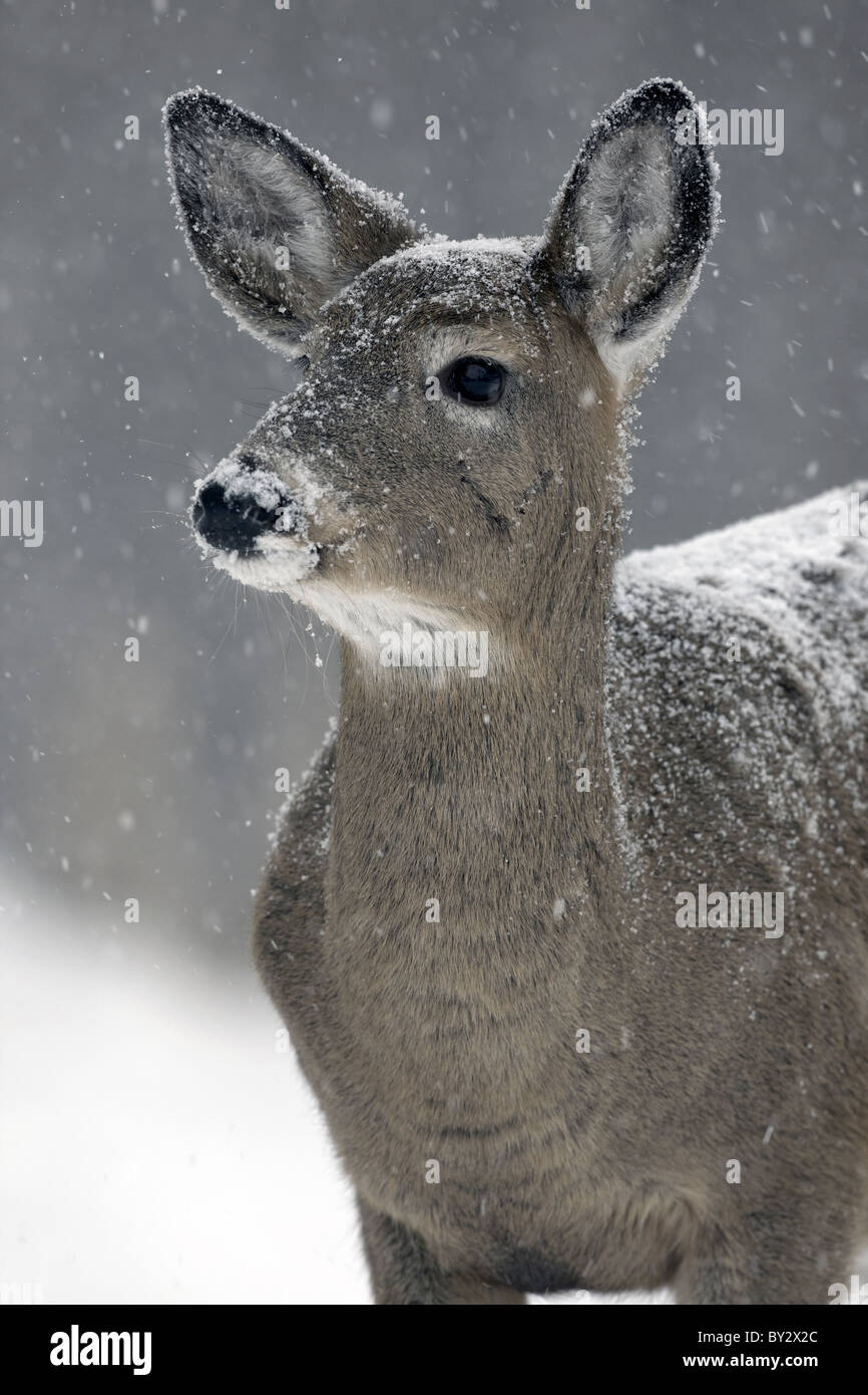 White-tailed Deer (Odocoileus virginianus) New York - Doe - In snow ...