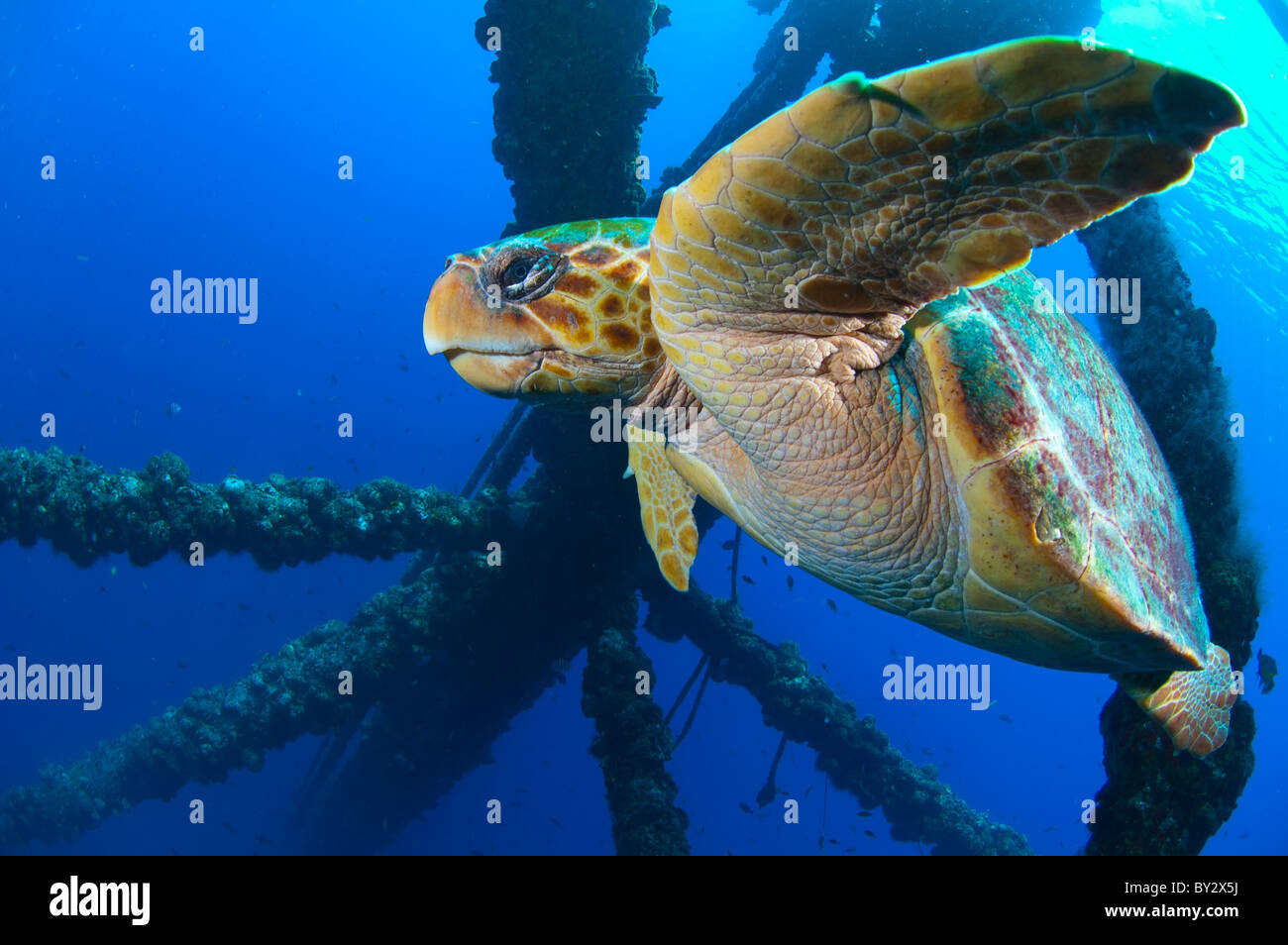 Turtle oil rig underwater hi-res stock photography and images - Alamy