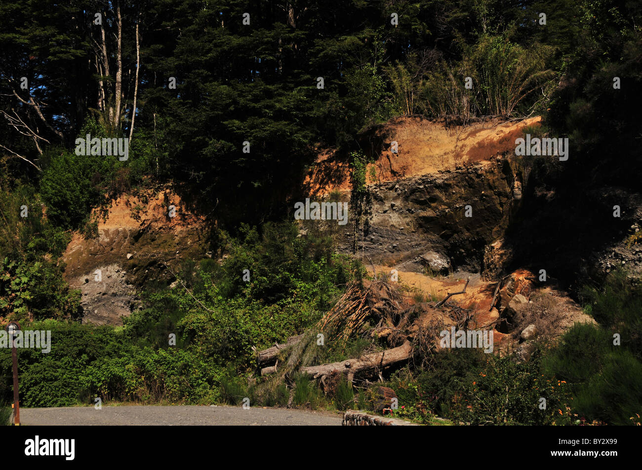 Glacial 'boulder clay' moraine in a roadside section of Valdivian ...