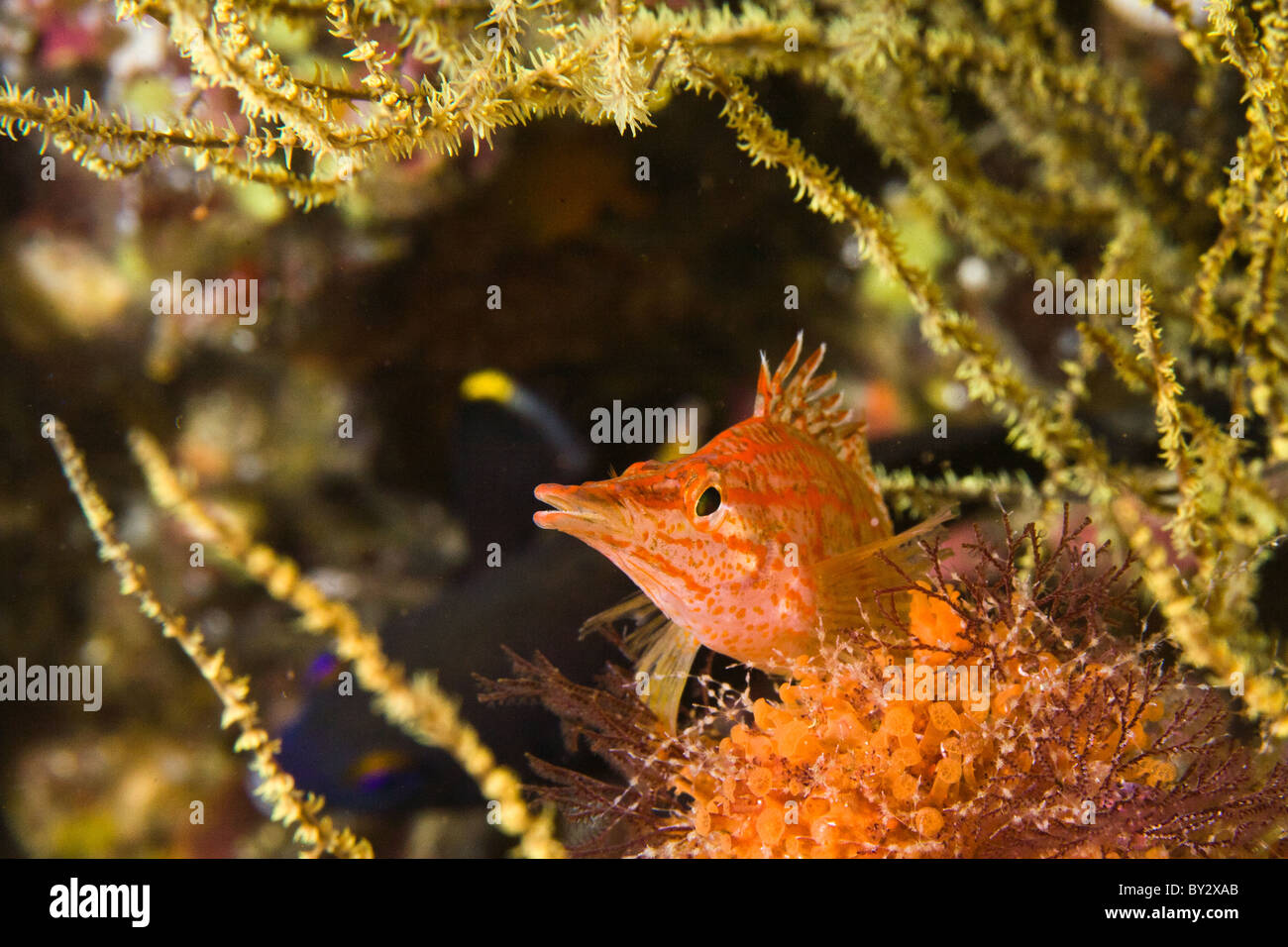 Longsnout hi-res stock photography and images - Alamy