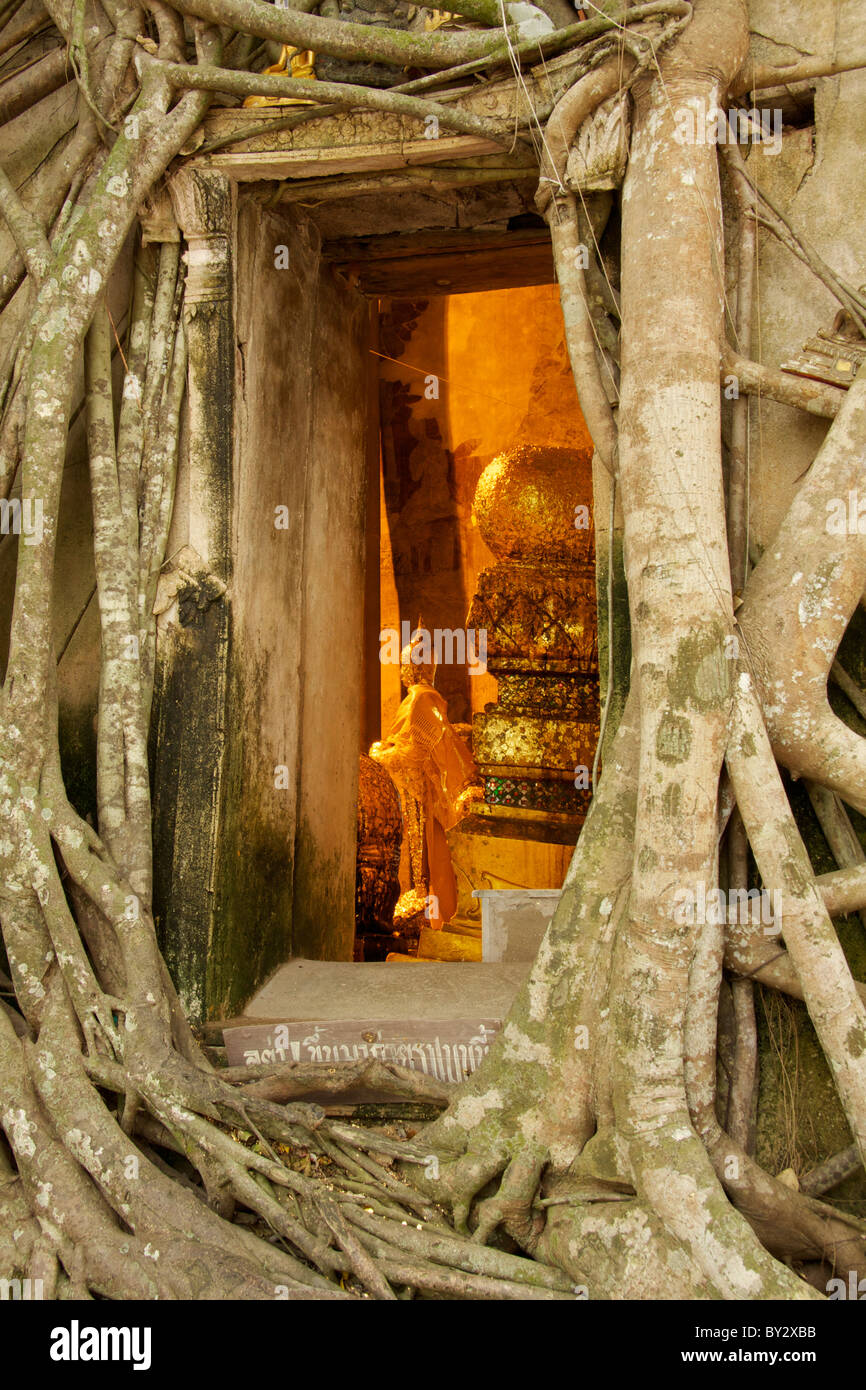 View through the window of Wat Bang Kung temple, covered with the roots ...