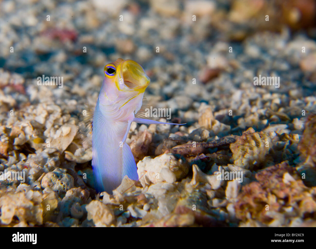 Yellowhead jaw fish hi-res stock photography and images - Alamy