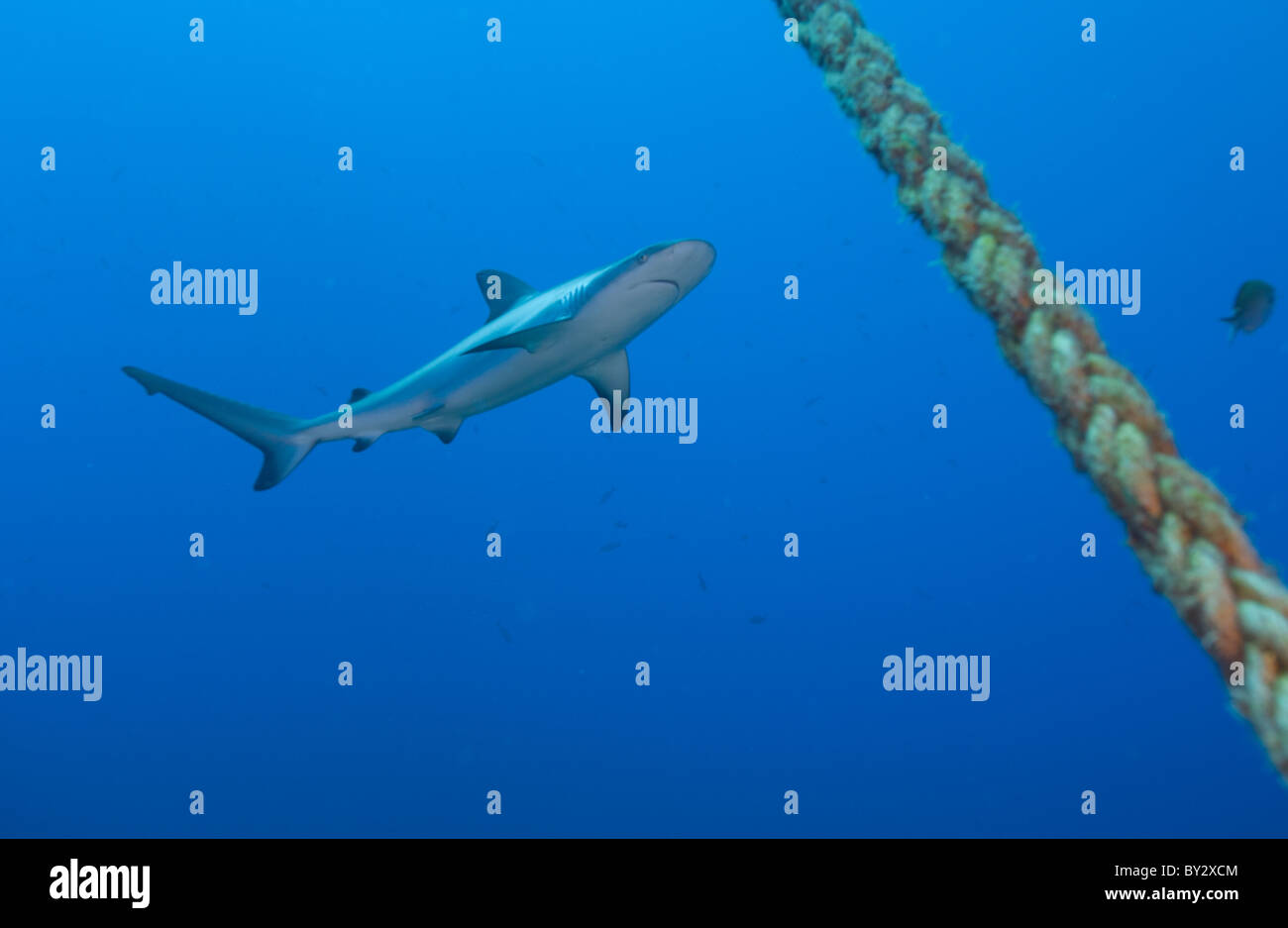 Dusky Shark and Mooring Line Stock Photo - Alamy