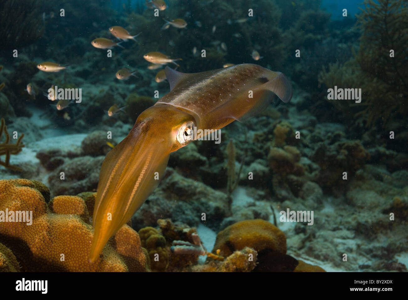 Caribbean Reef Squid Stock Photo - Alamy